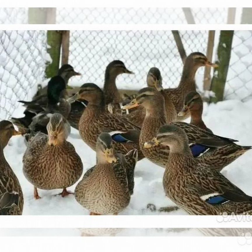 Подсадные утки для охоты