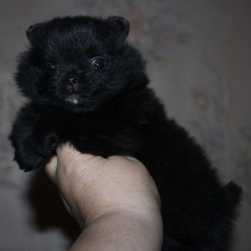 Гламурная Красотка