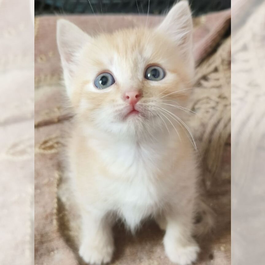 Котята в добрые руки бесплатно