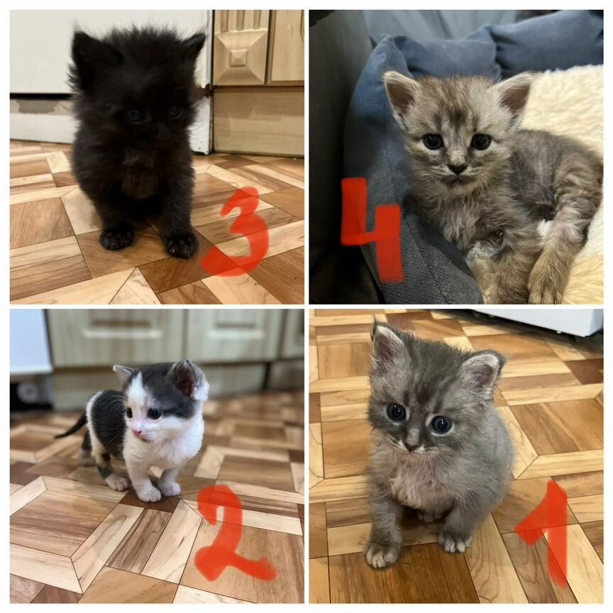 Котята в добрые руки приучены к лотку