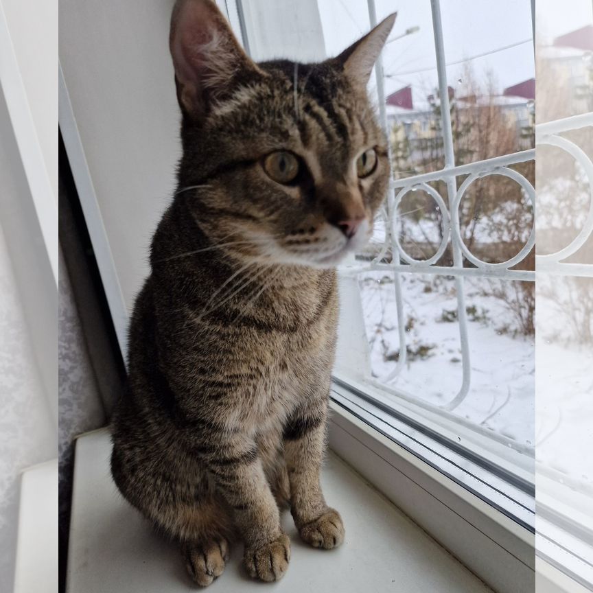 Взрослый кот в добрые руки