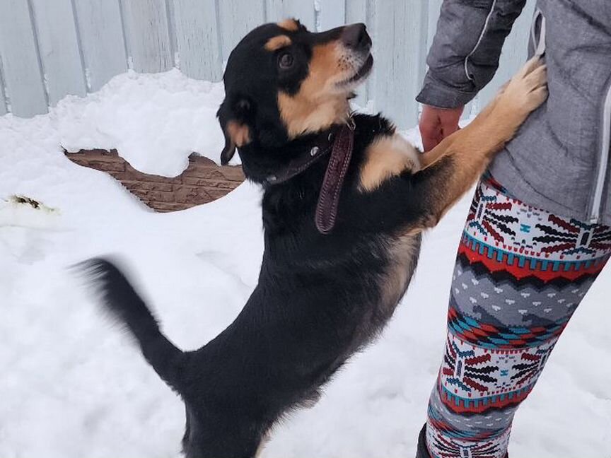 Небольшая собака в добрые руки