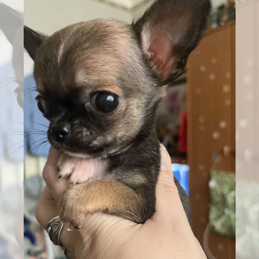 Чихуахуа, щенок