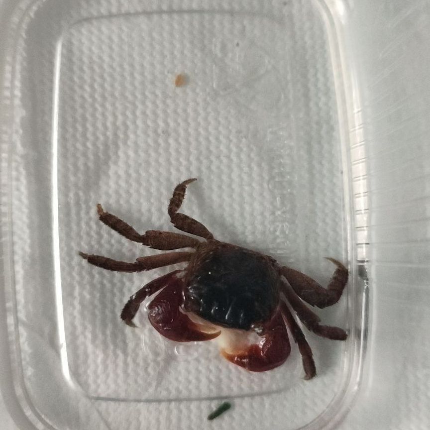 Краб аквариумный