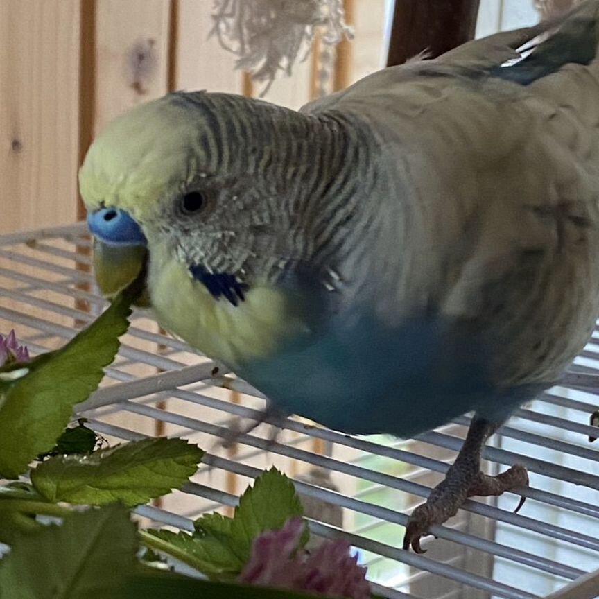 Возьму волнистика в пару к самцу