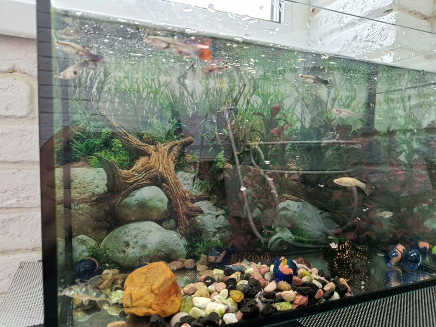 Аквариум с рыбками