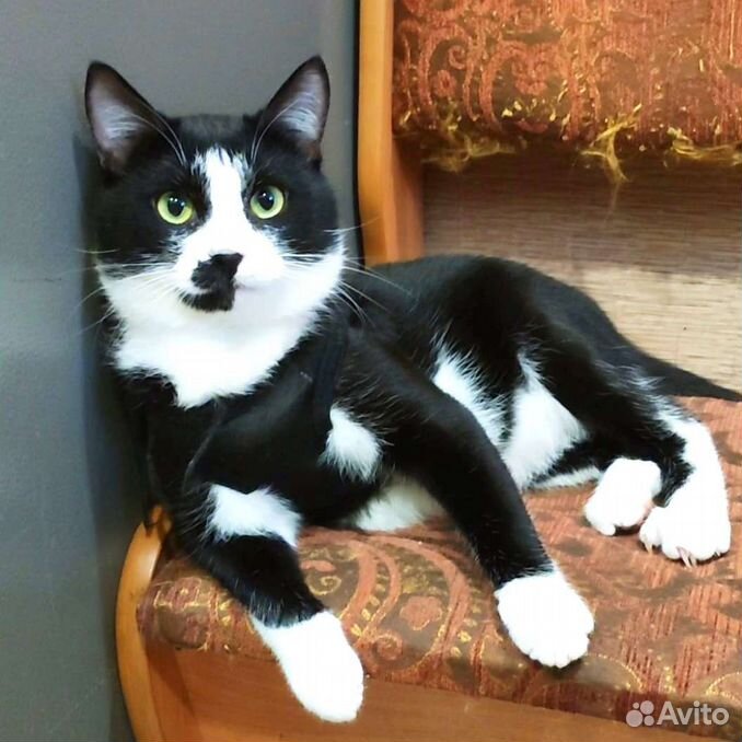 Кот в добрые руки, 11 месяцев