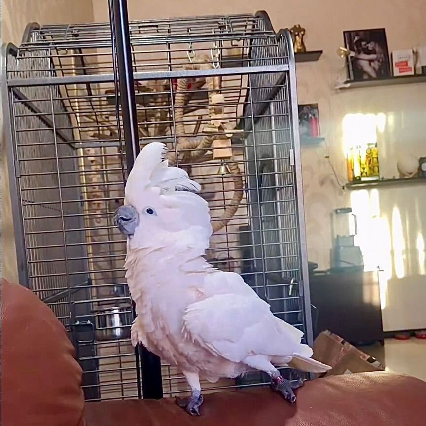 Говорящий попугай какаду