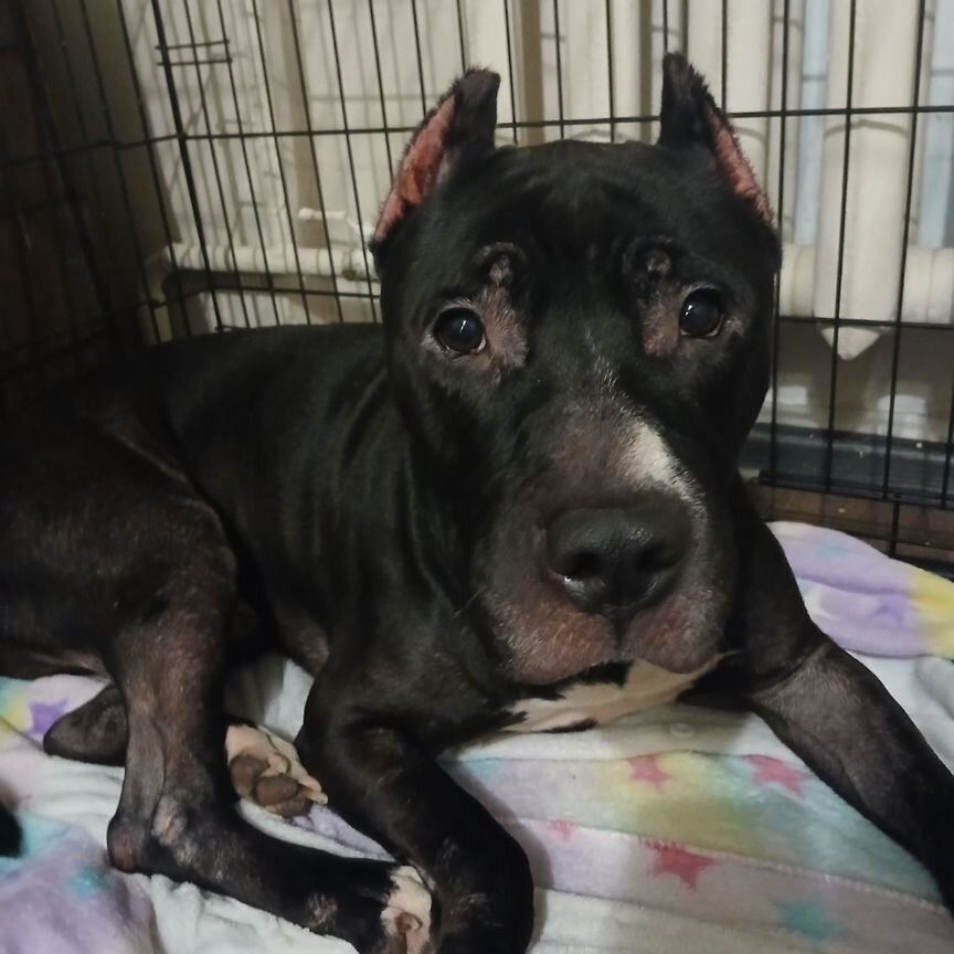 Отдам в добрые руки пса