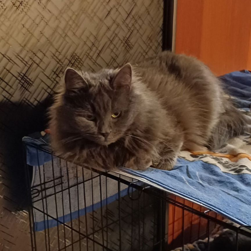 Кошечка в добрые руки
