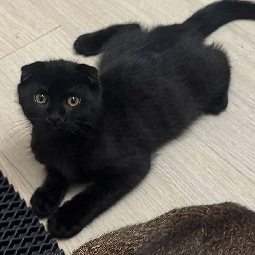 Шотландский вислоухий короткошёрстный котёнок
