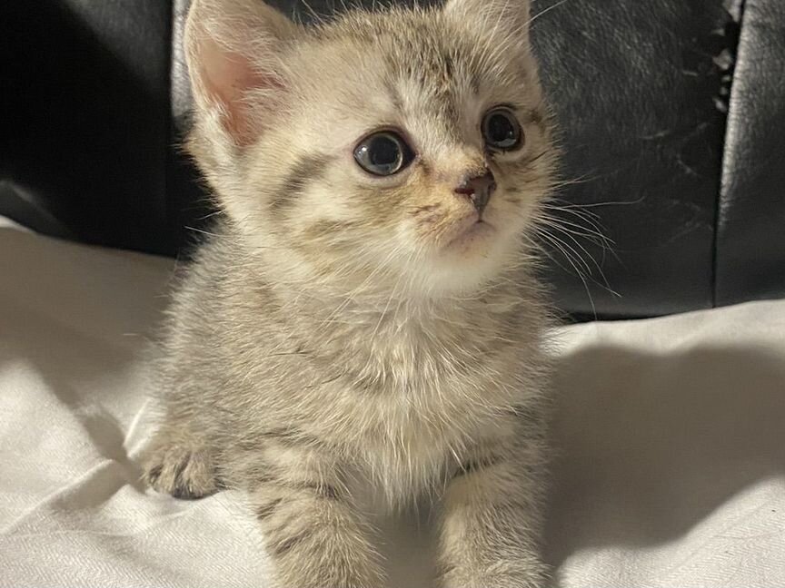 Шотладская прямоухая скотиш страйт