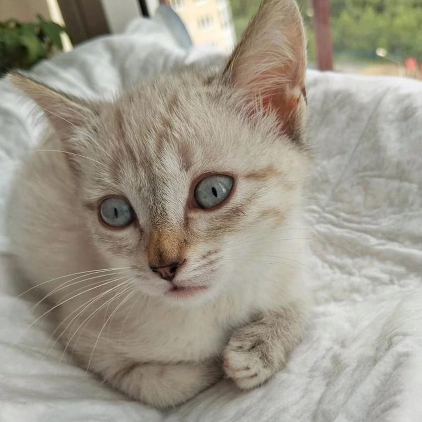 Котёнок девочка