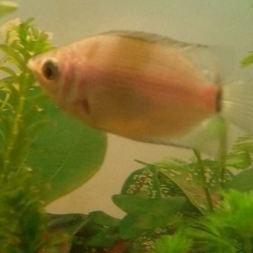 Гурами целующийся