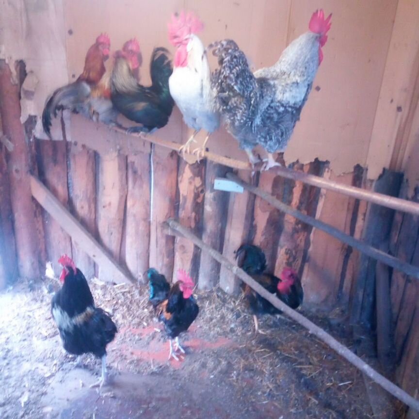 Петухи, возраст 1 год