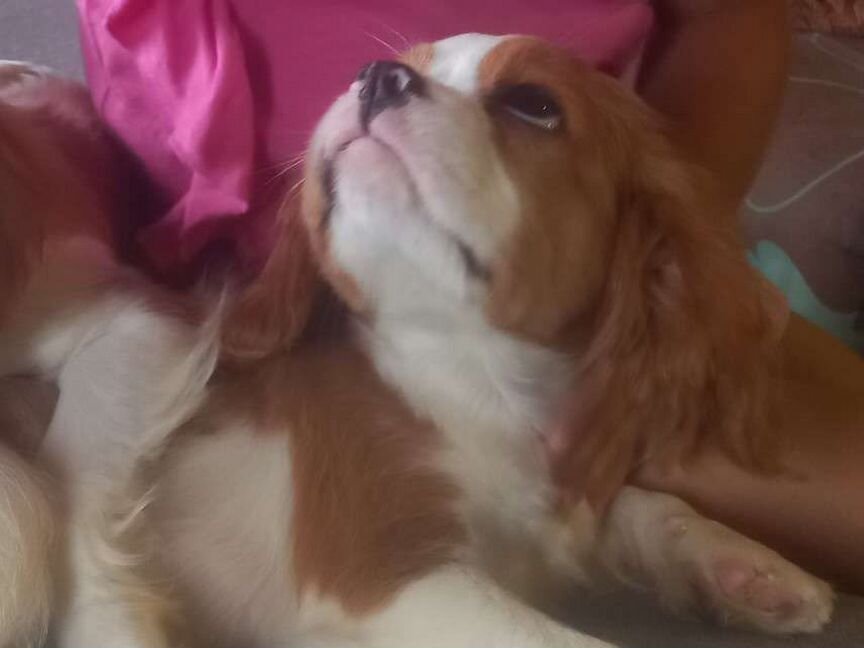 Спаниель кавалерочка