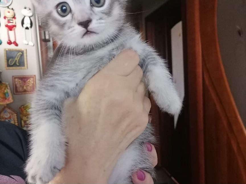 Шотландская
