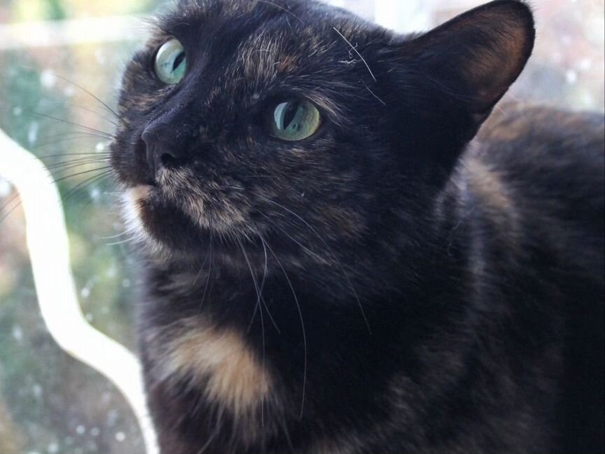 Кошка Бусинка в добрые руки