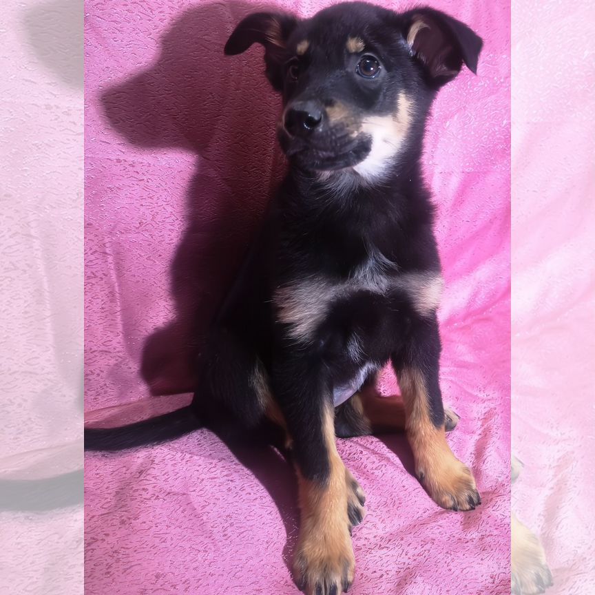 Щенок в добрые руки