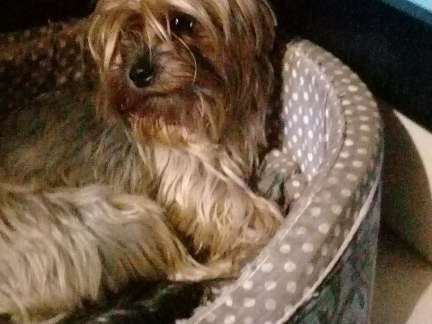 Сучье молоко. Кормящая сука