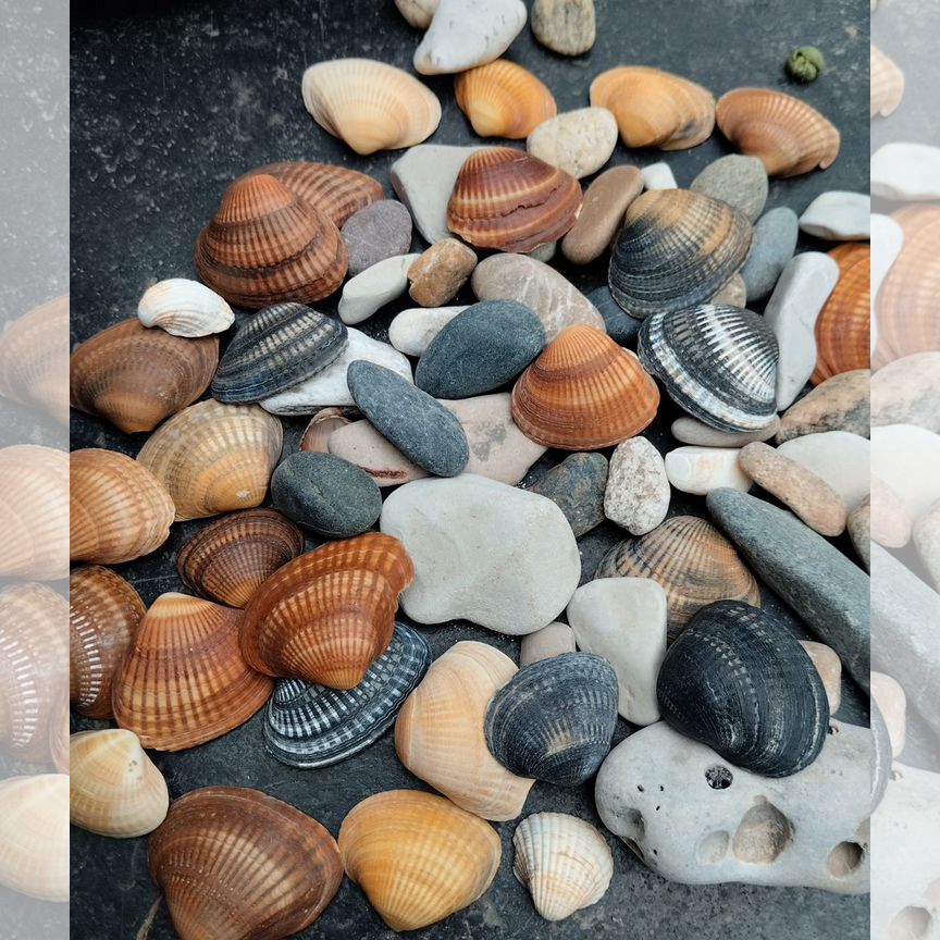 Ракушка. Морские камушки