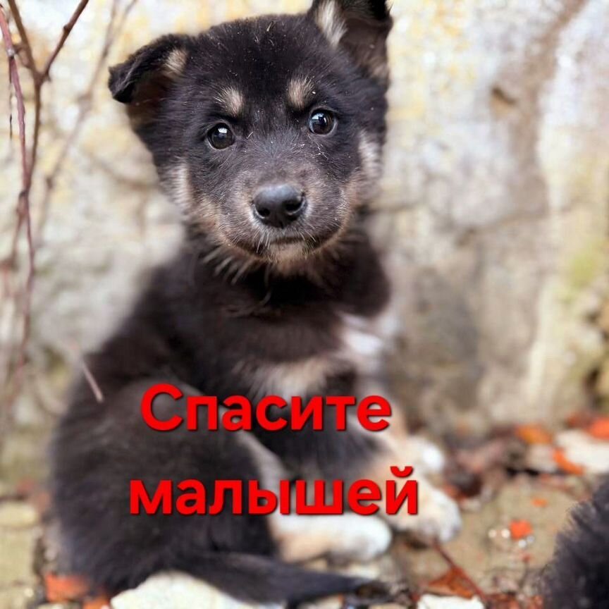 Отдам щенка