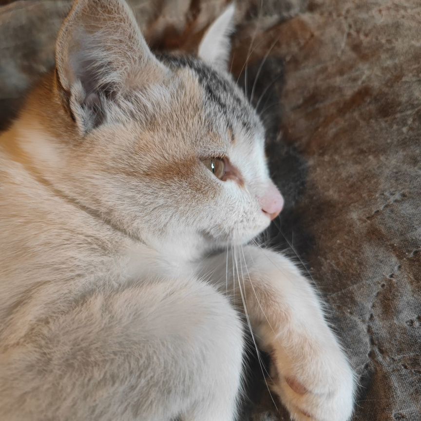 Девочка котенок котенок котенок