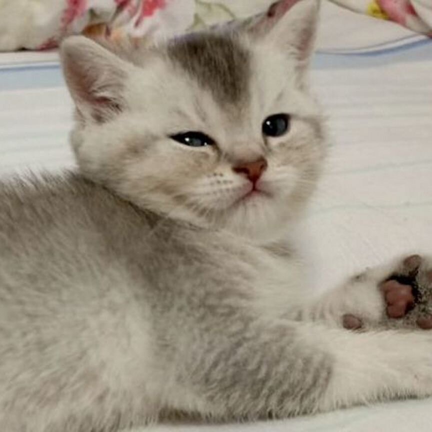 Британская шиншилла