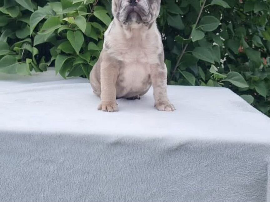 Наша девочка Рокси Рейна Марвел Буль ищет семью