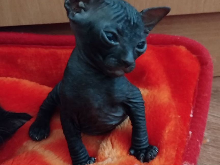 Донской сфинкс