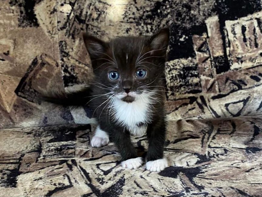 Котята в добрые руки бесплатно