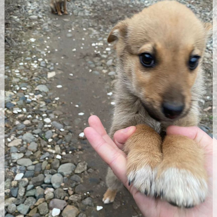 Щенята лисята ищут дом