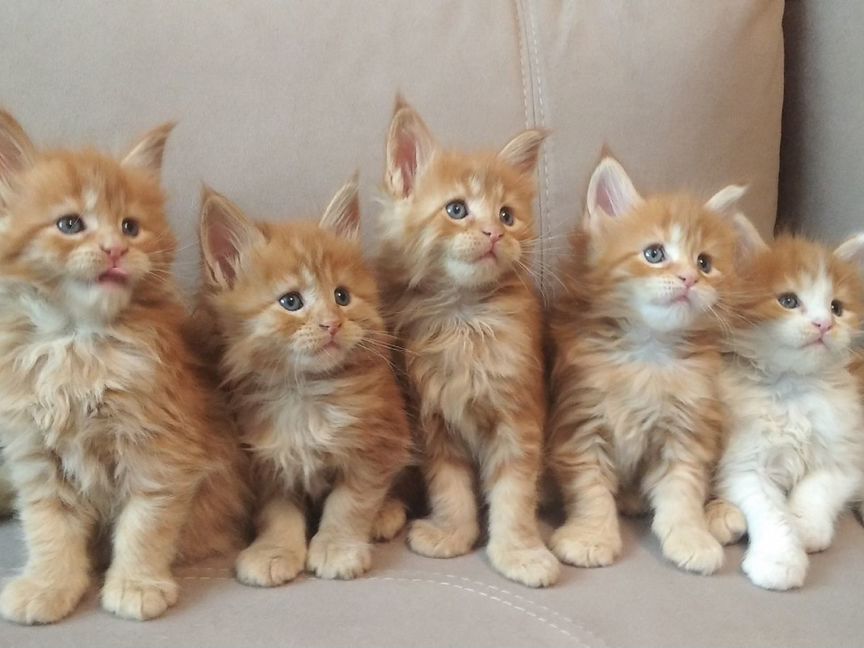 Котята мейн-кун