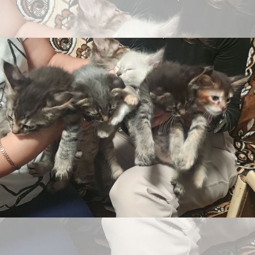 Котята в добрые руки