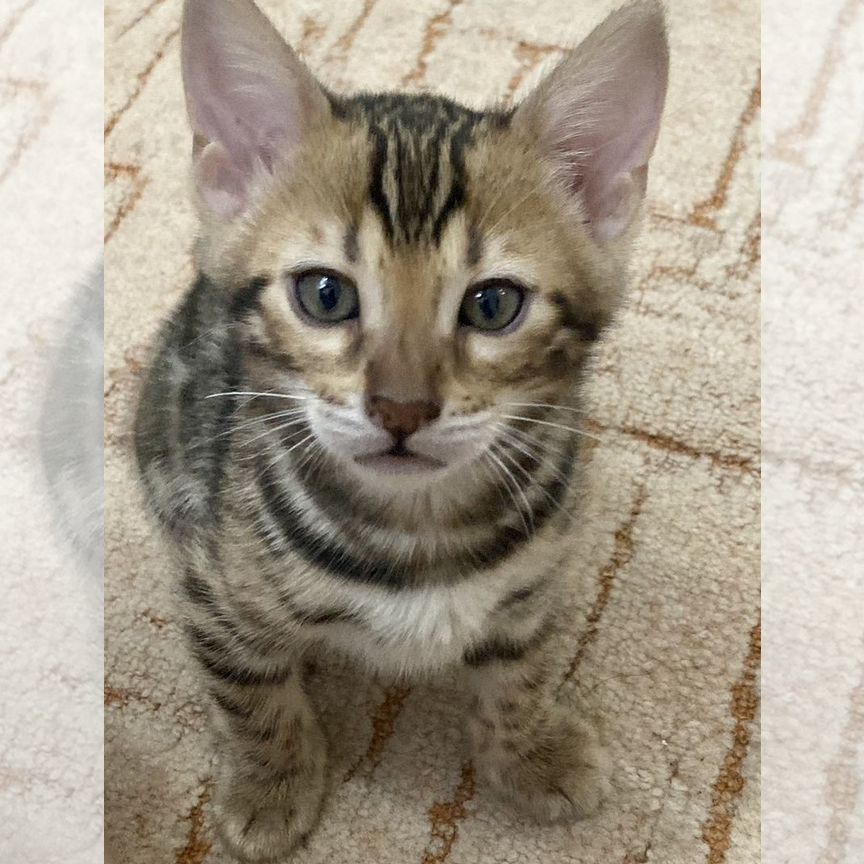 Бенгальские котята