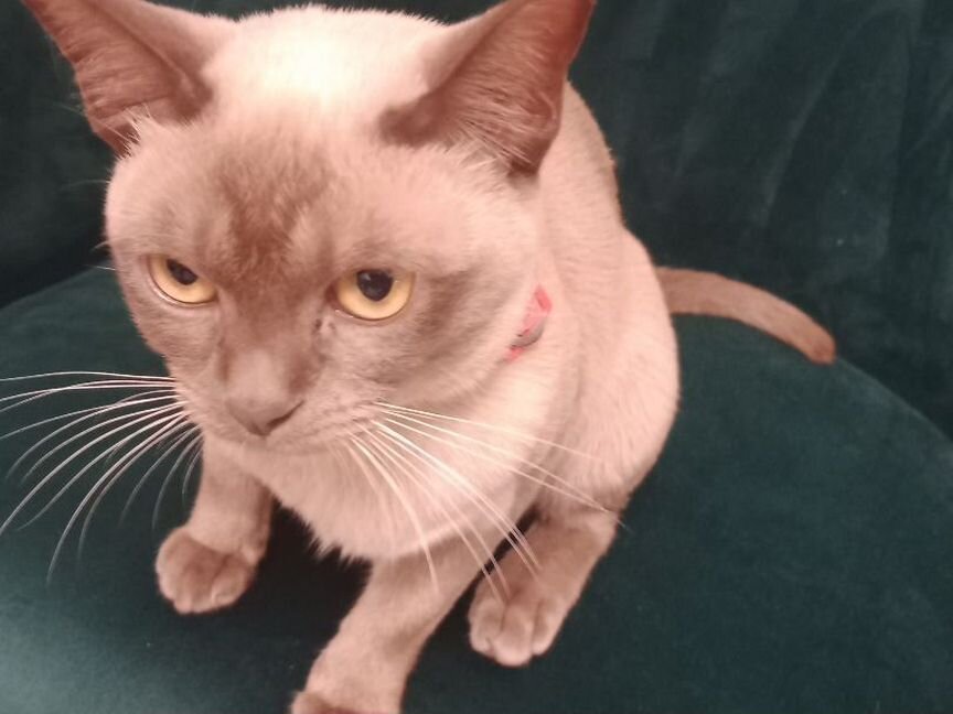 Бурманская кошка