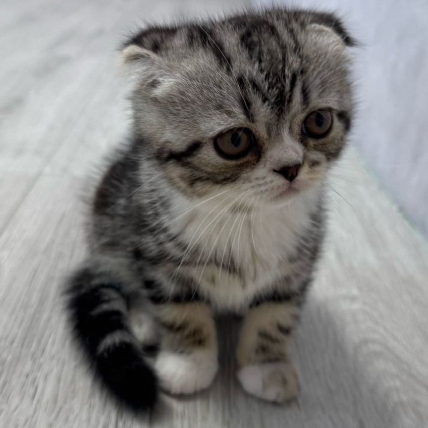 Шотландский вислоухий длинношёрстный котёнок