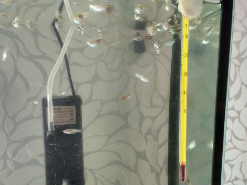 Аквариумные рыбки