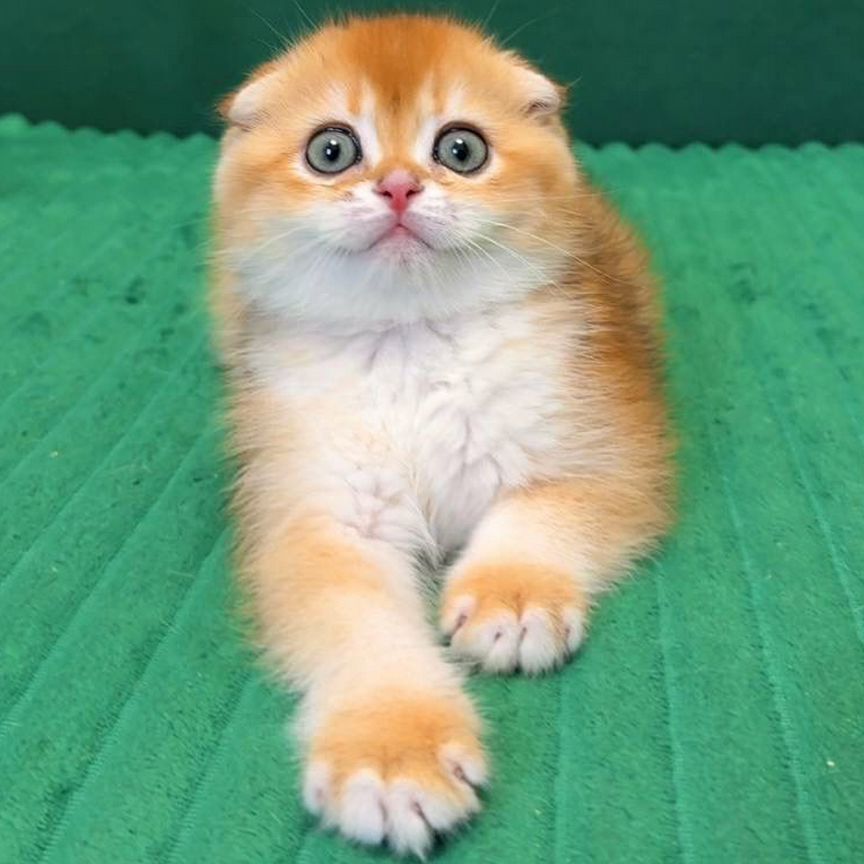 Шотландский вислоухий короткошёрстный котёнок