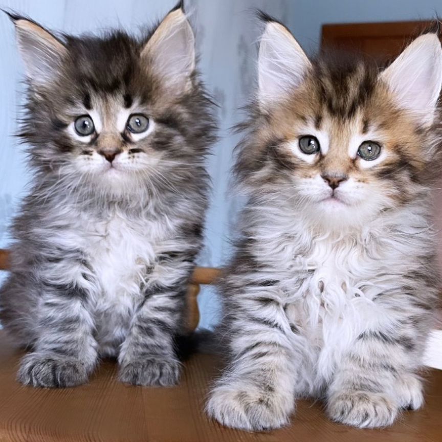 Мейн кун котята. Самые крупные домашние кошки