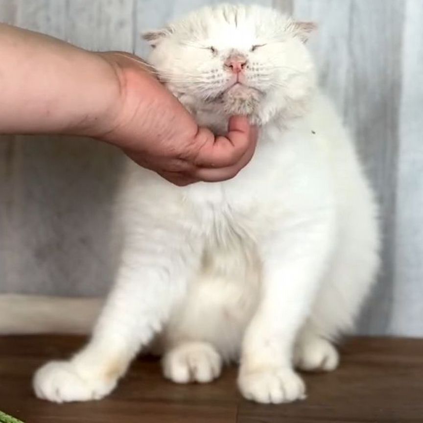Голубоглазый белый вислоухий кот
