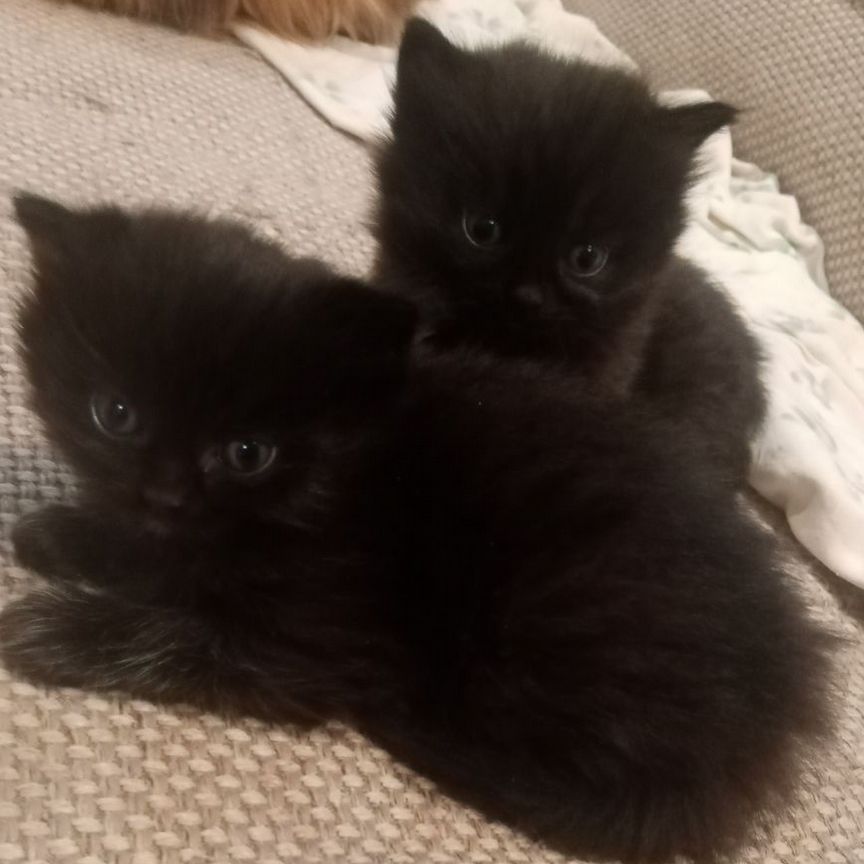 Шотландский вислоухий длинношёрстный котёнок