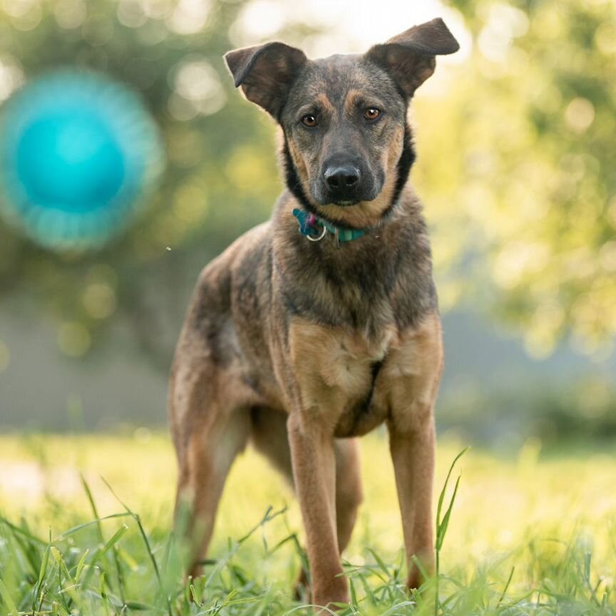 Луиза в добрые руки