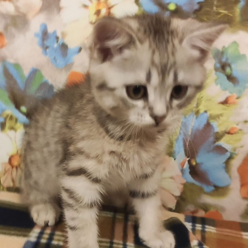 Котята в добрые руки, 2 мальчика, черная девочка