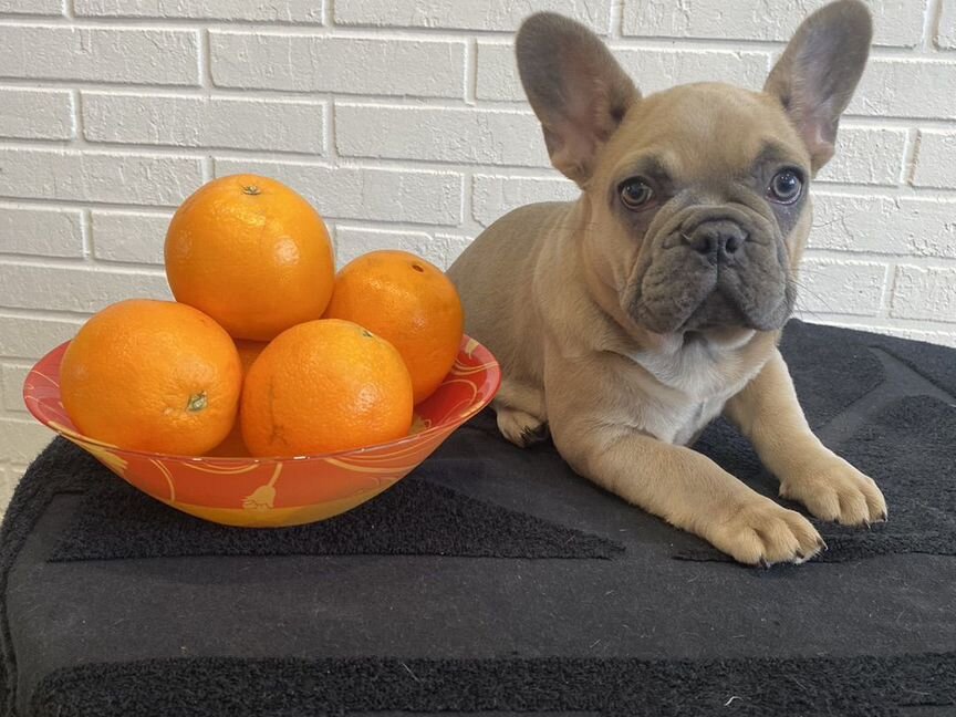 Французский бульдог девочка