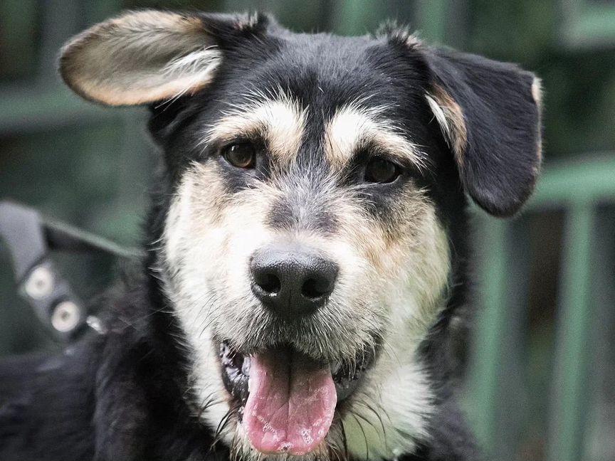 Собаки бесплатно