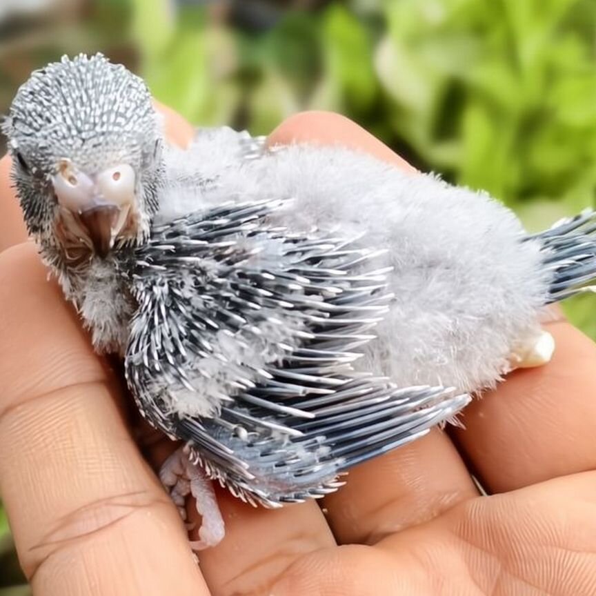 Попугай волнистый птенец