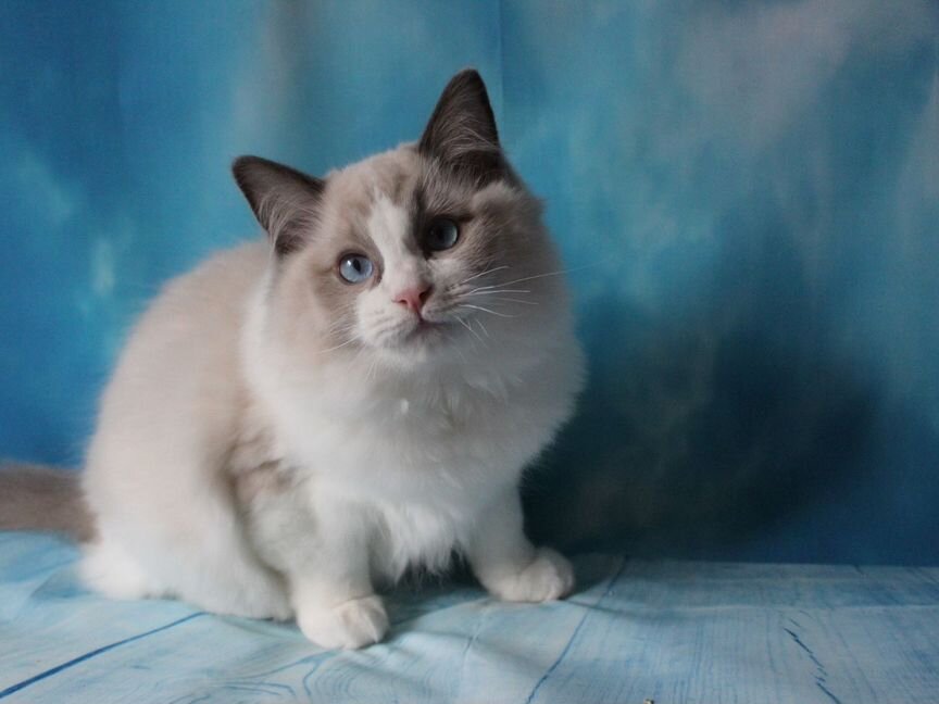 Котёнок Рэгдолл