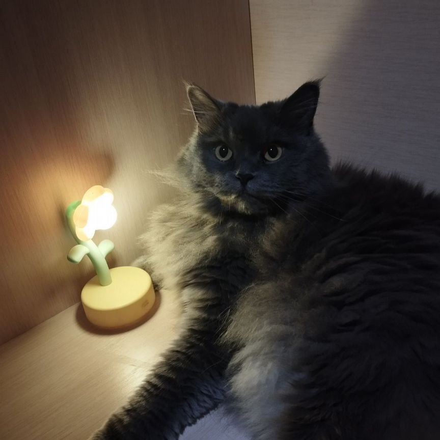 Отдам бесплатно в хорошие, добрые руки кошечку