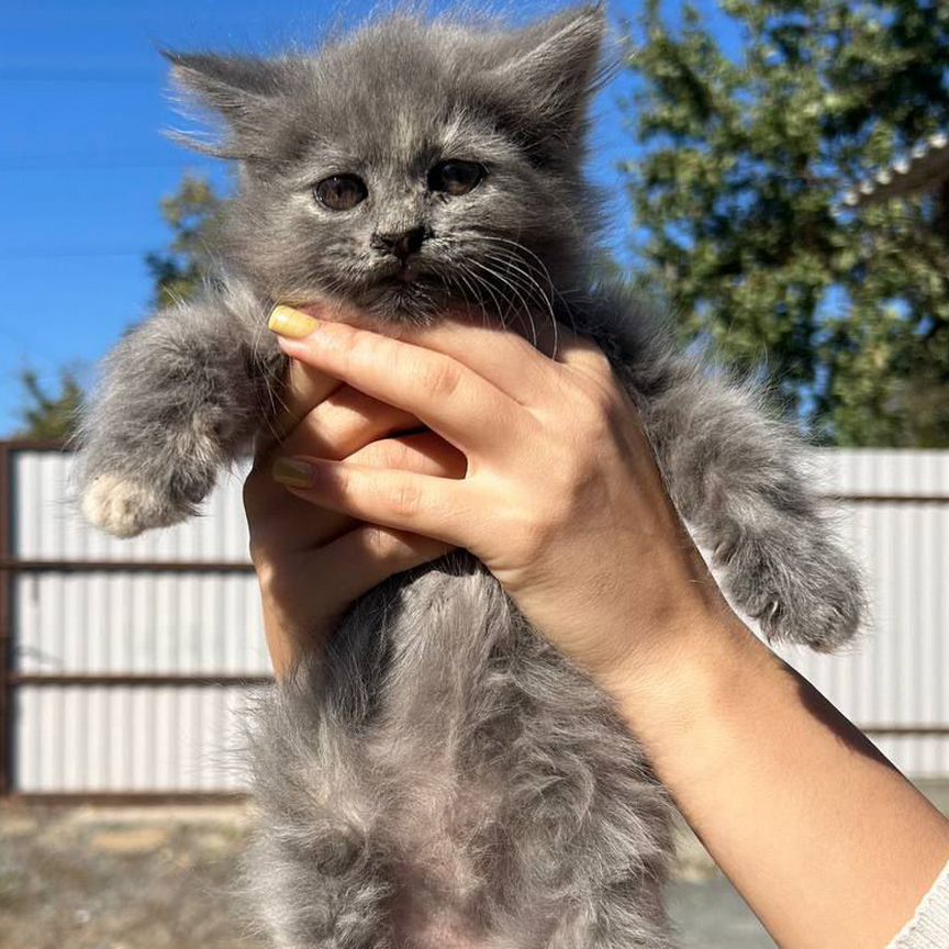 Отдам хороших здоровых деток в добрые руки